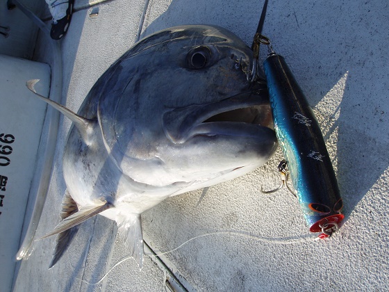L1-4 | shell shaping lures L1-4 | shell shaping lures